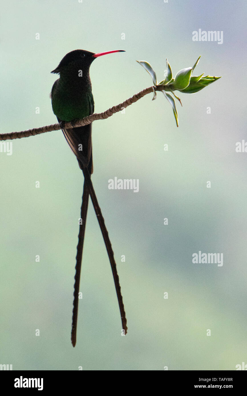Red-billed Streamertail (Trochilus polytmus) on a branch, Jamaica Stock ...