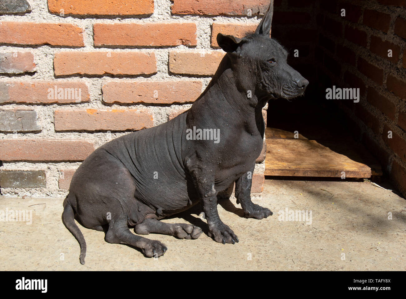 Mexican Hairless Dog, Mexico Stock Photo - Alamy