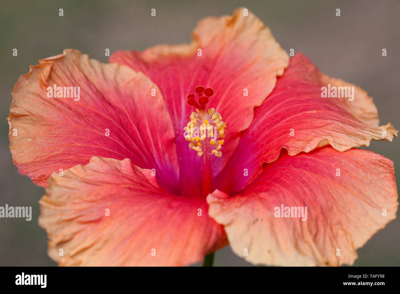 Hibiscus flower (Hibiscus sp), Brazil Stock Photo - Alamy