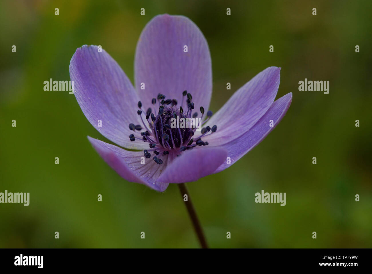 Poppy anemone (Anemone coronaria), Peloponnese, Greece Stock Photo - Alamy