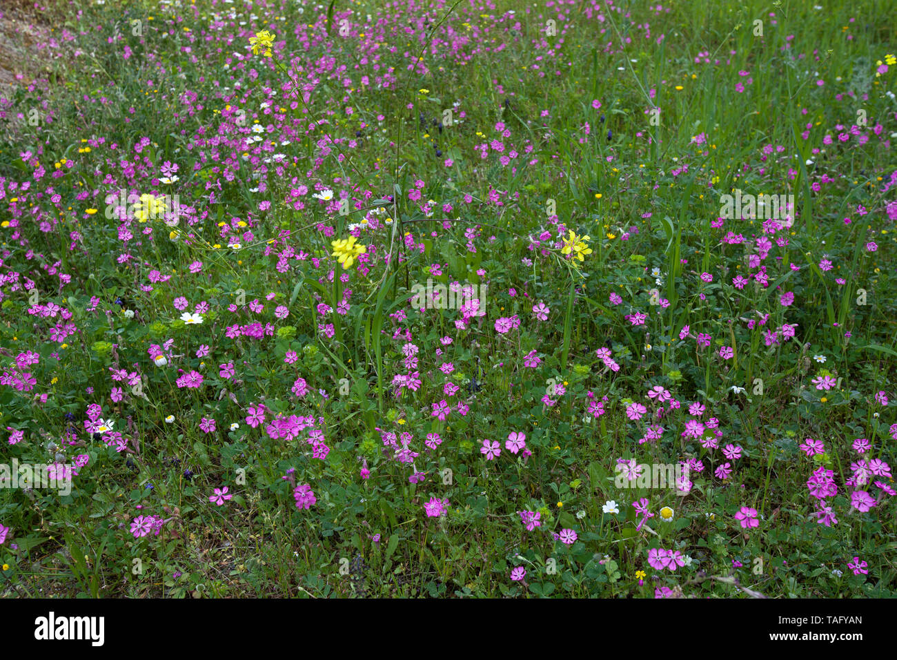 Colorata hi-res stock photography and images - Alamy