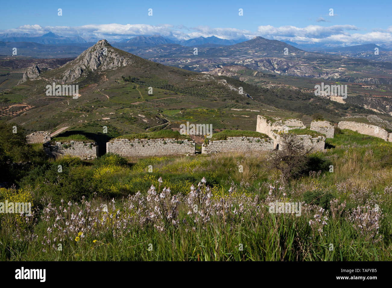 Asphodel greece High Resolution Stock Photography and Images - Alamy