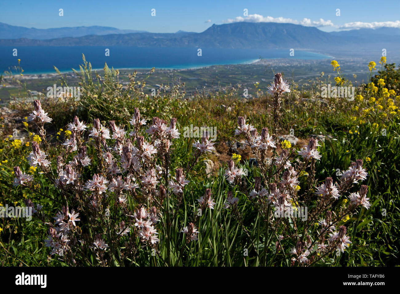 Asphodelus asphodelus sp High Resolution Stock Photography and Images ...