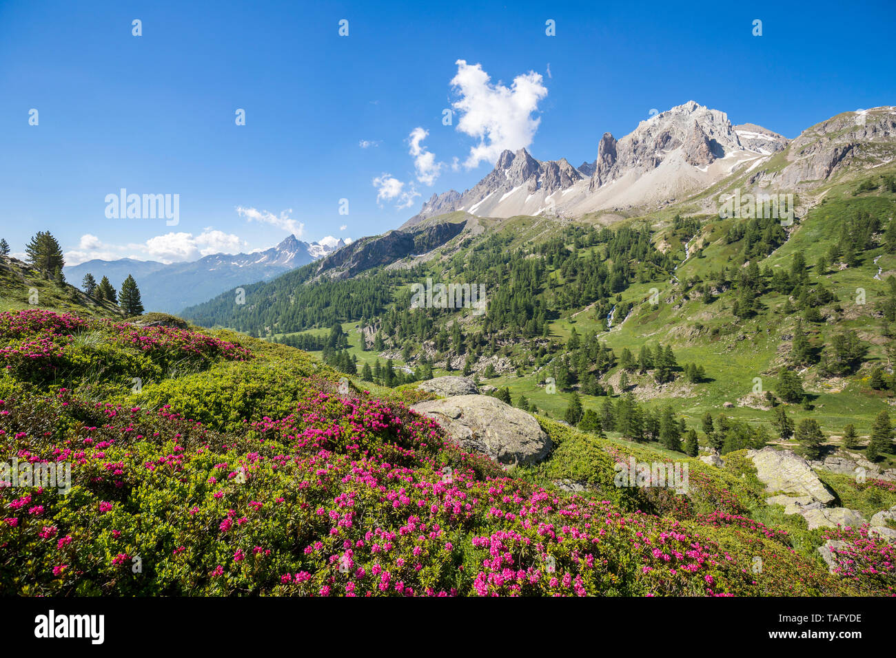 Rhododendron alpen rose hi-res stock photography and images - Alamy