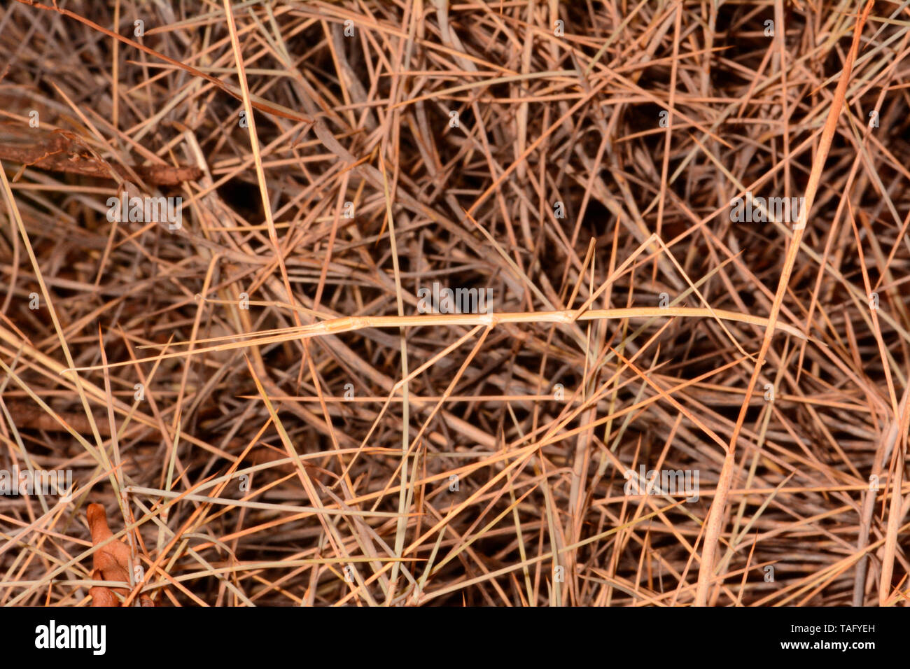 Tepper'S Plain Stick-Insect (Hyrtacus caurus), Karijini National Park ...