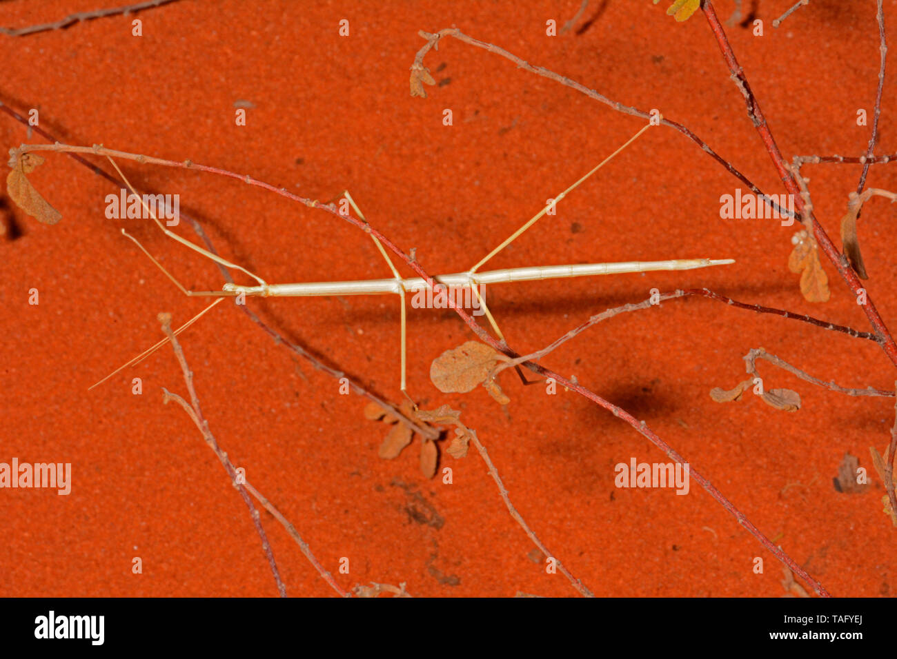 Phasmatodea red hi-res stock photography and images - Alamy