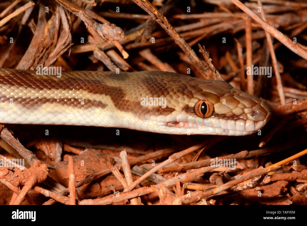 Antaresia High Resolution Stock Photography and Images - Alamy