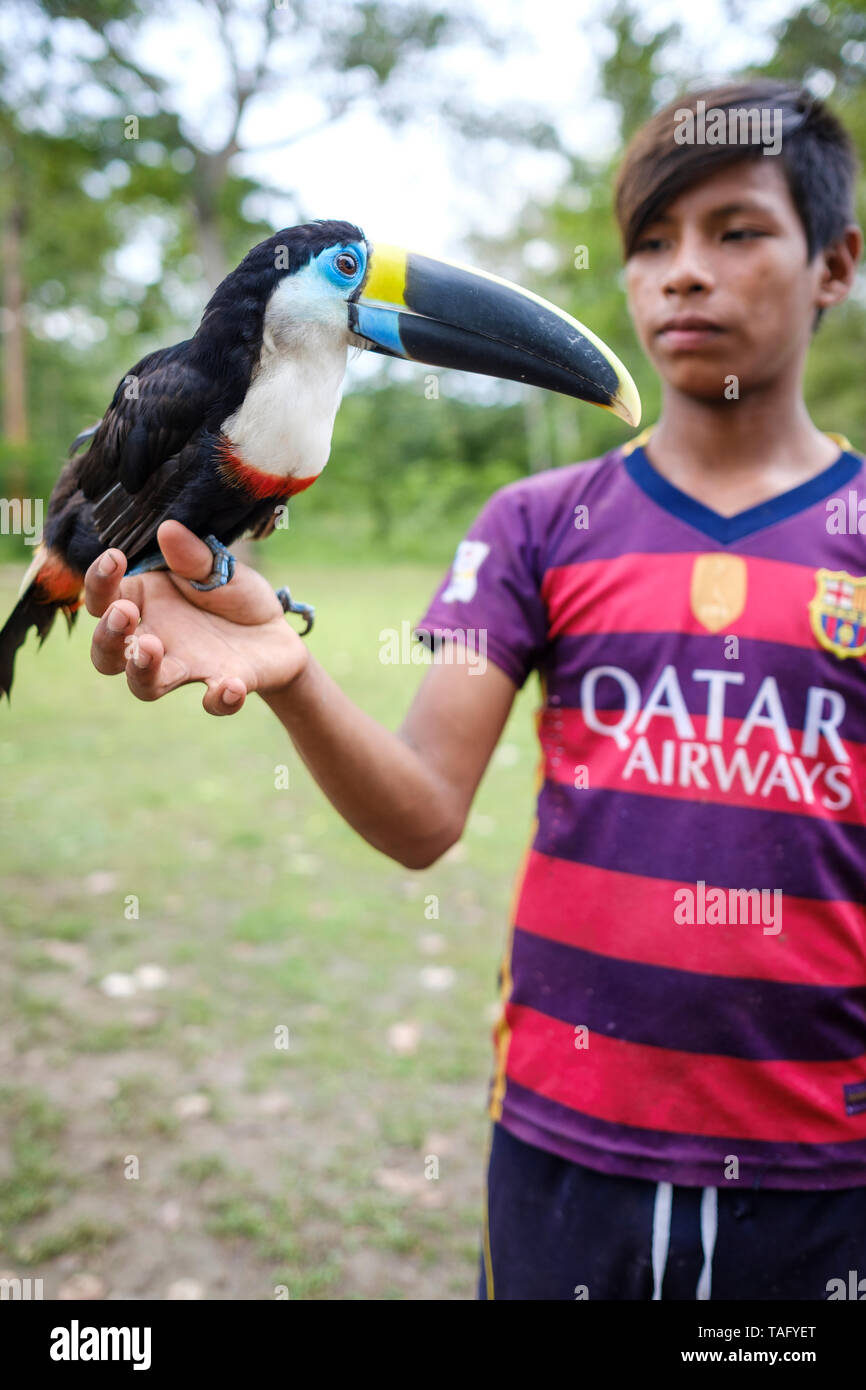 Friendly toucan at an animal shelter on the riverbank of the Amazon ...