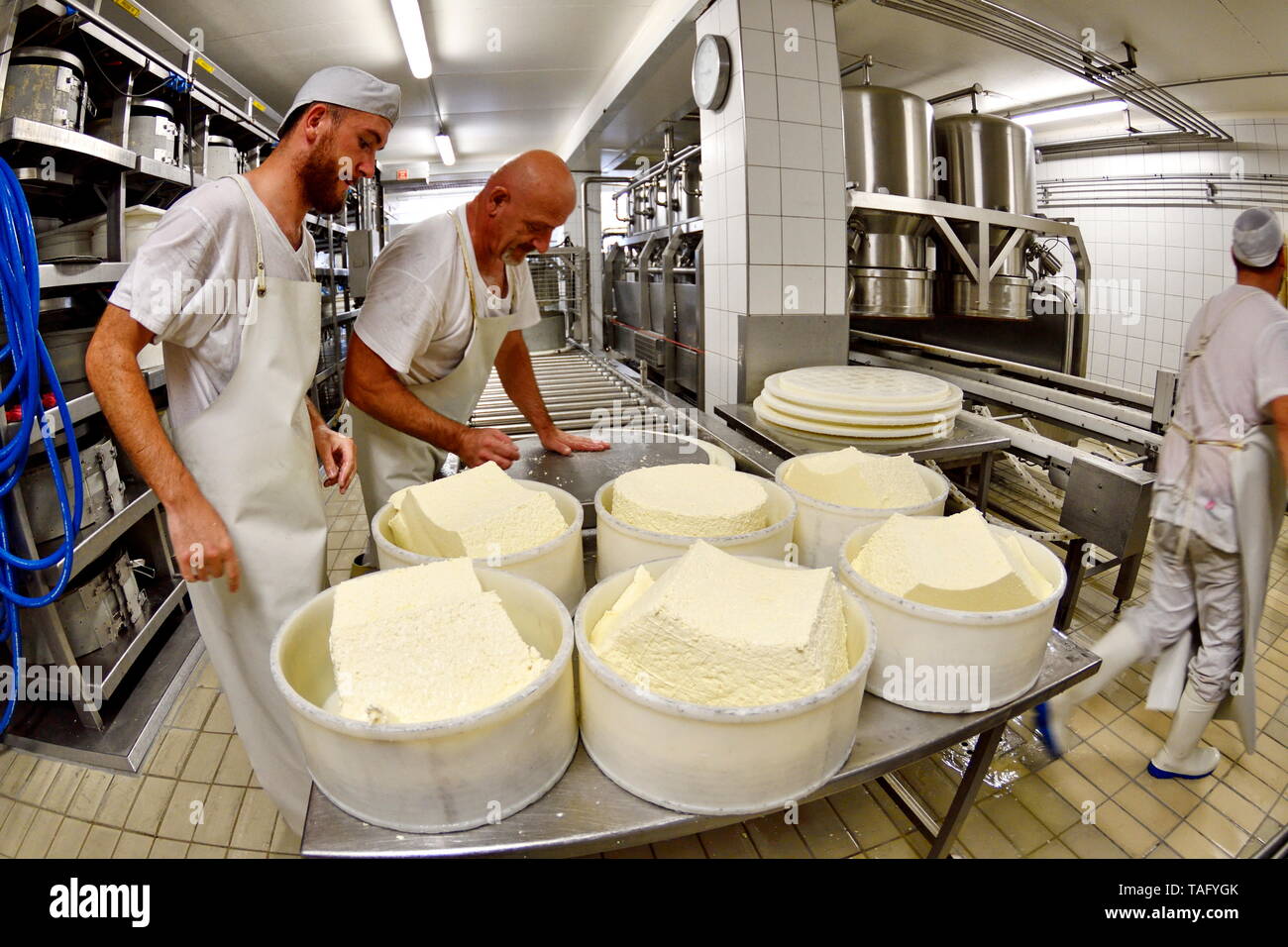 Morbier cheese making, Cheese factory, Damprichard, Doubs, France Stock ...