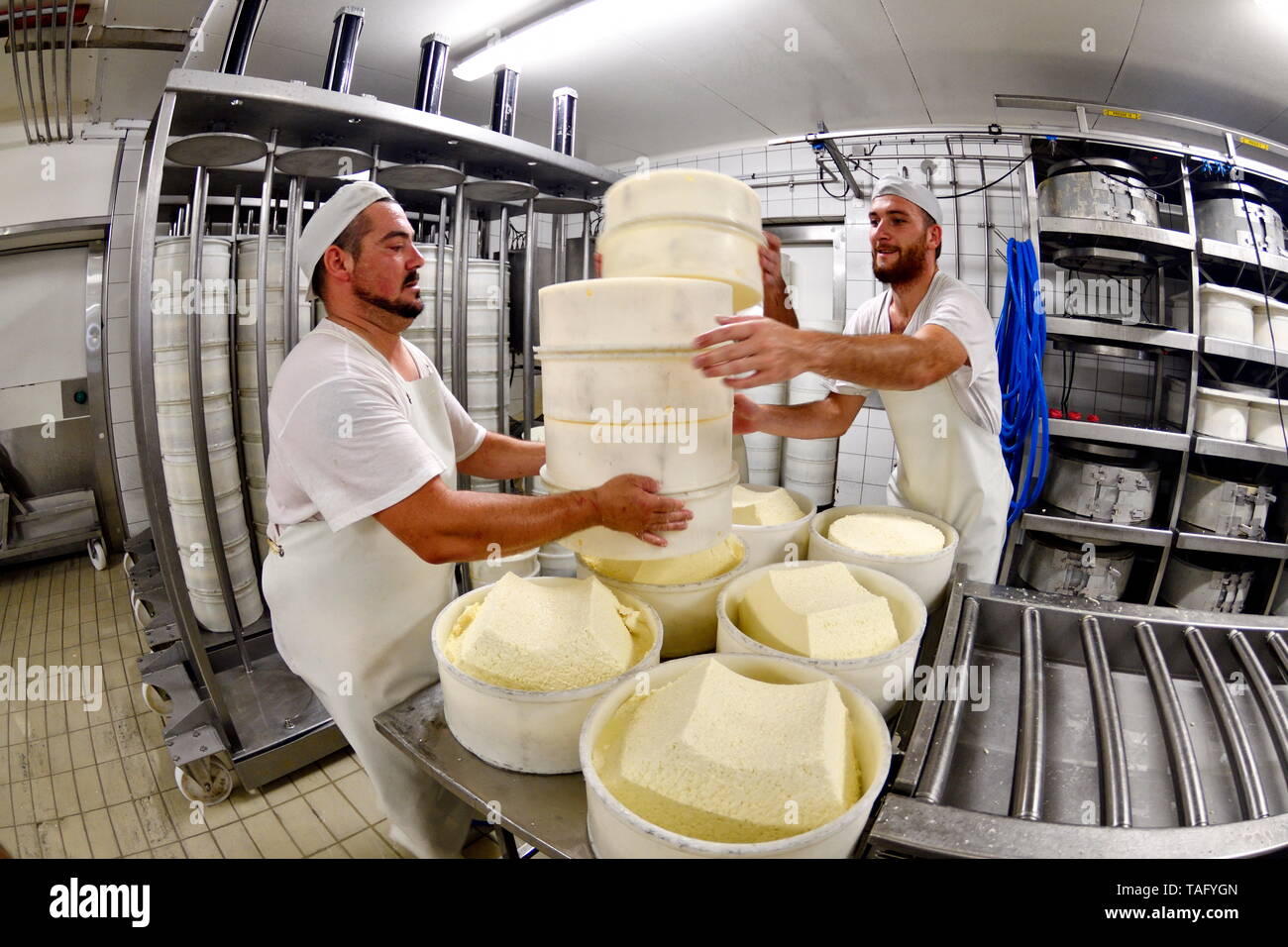 Morbier cheese making, Cheese factory, Damprichard, Doubs, France Stock ...