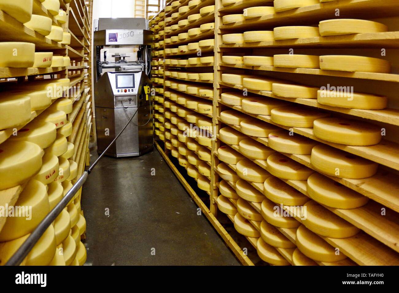 Comte cheese making, robot brushing cheese grinders in a maturing ...