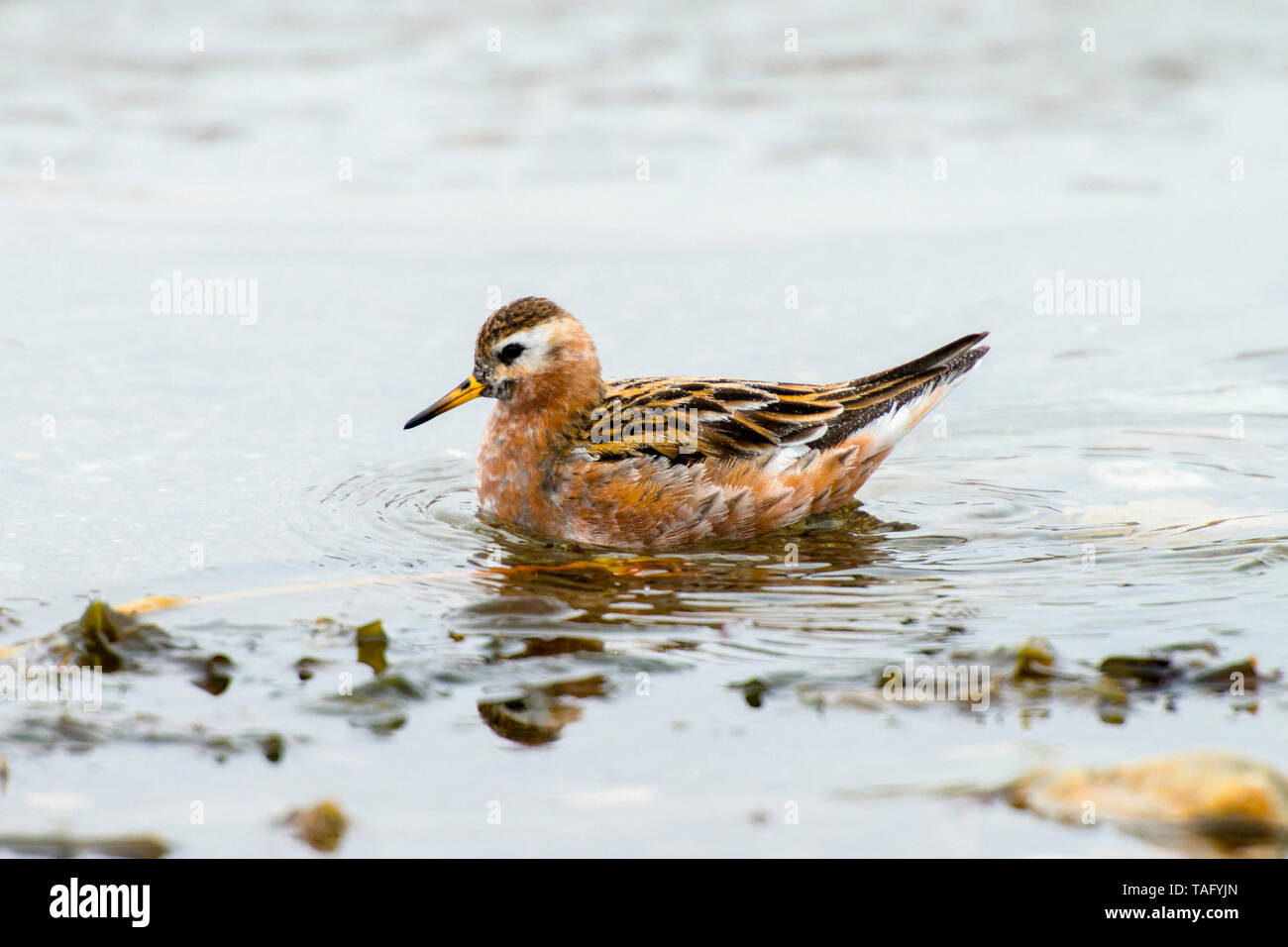 Red Phalarope (Phalaropus fulicarius), one of the rare bird species in ...