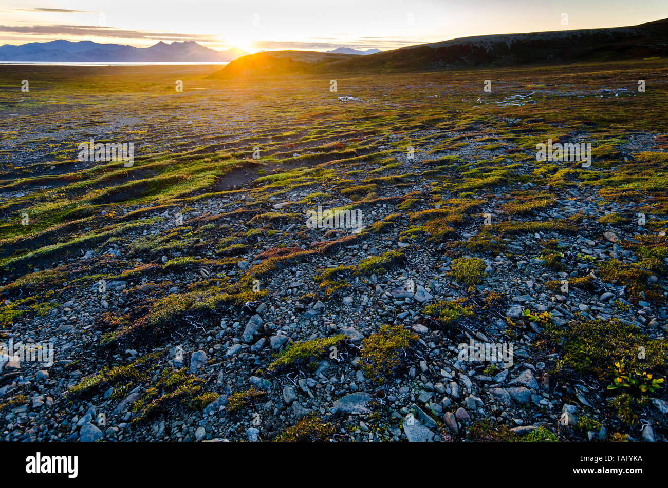 Polar tundra at sunset, Russia Stock Photo - Alamy