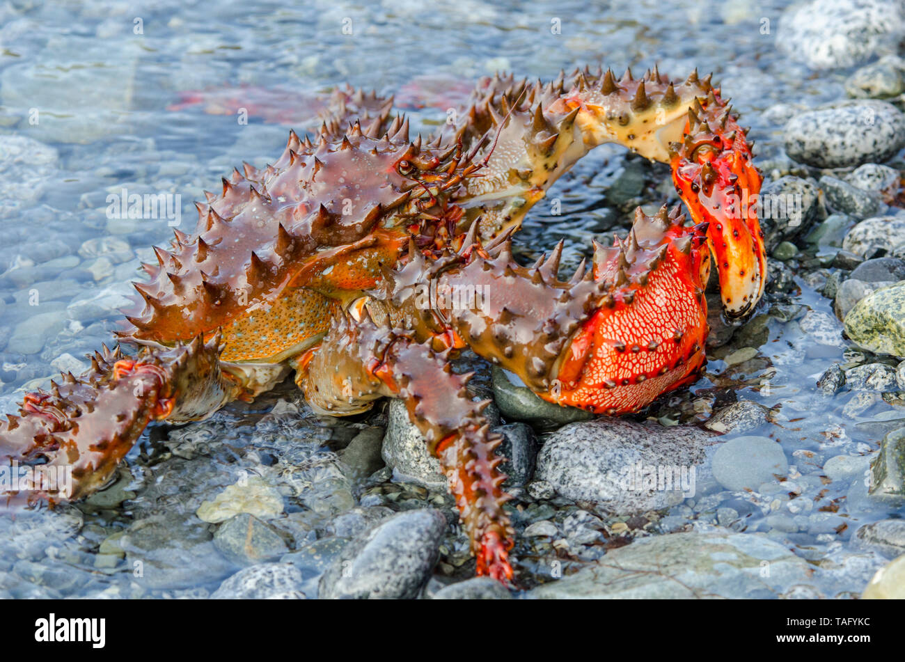 Royal crab on an Arctic beach, Morzhovaya Bay, Kamchatka, Russia Stock ...