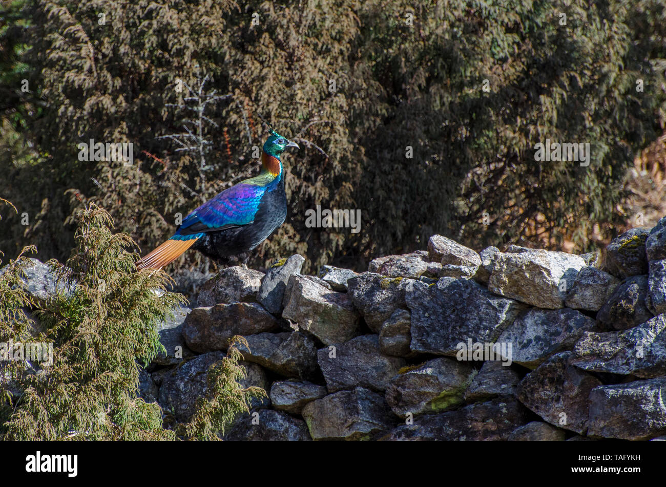 Himalayan Monal (Lophophorus impejanus) adult male, national emblem of ...