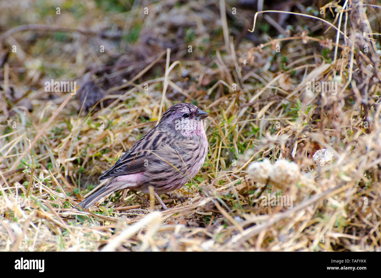 Beautiful Rosefinch (Carpodacus pulcherrimus) male on the ground ...