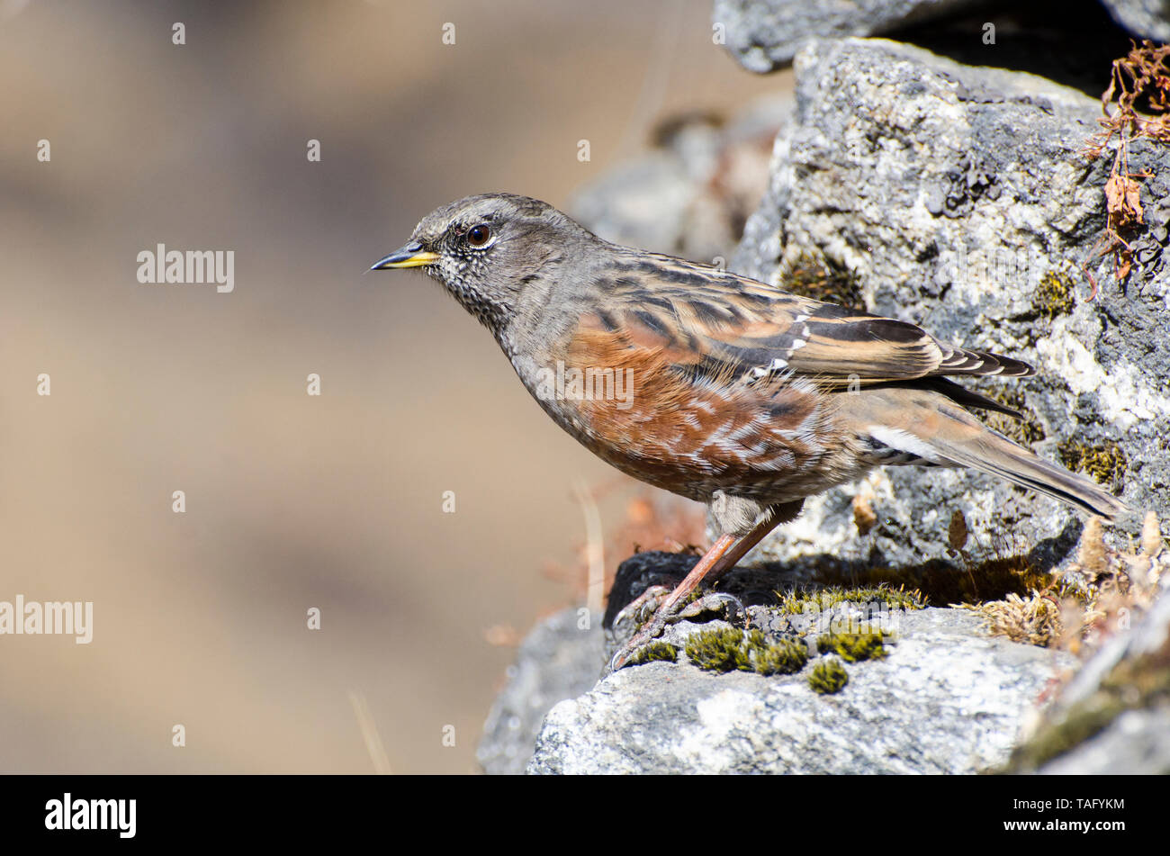 Alpine accentor (Prunella collaris) on rock, Himalaya, Nepal Stock ...