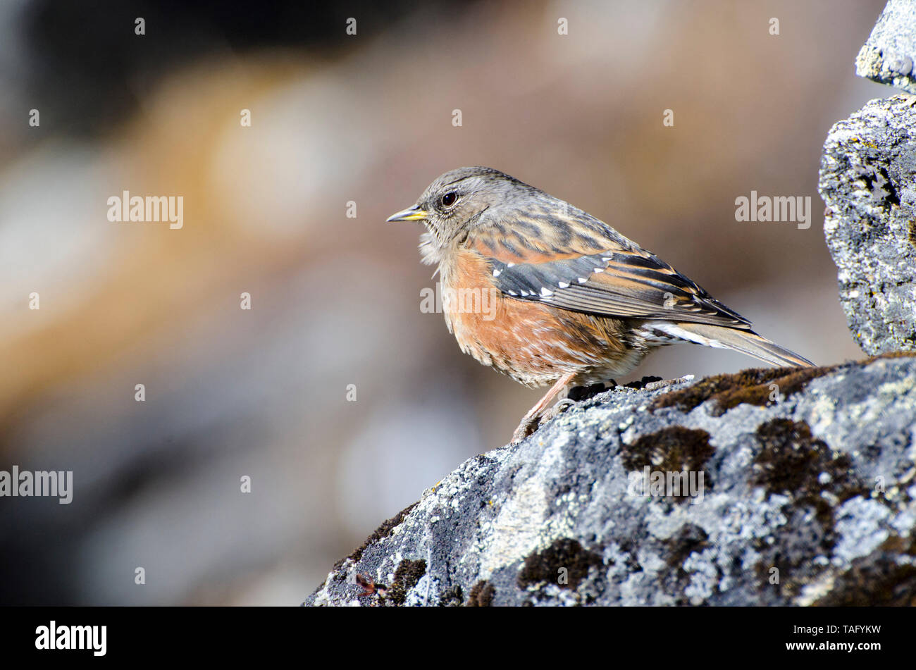 Alpine accentor (Prunella collaris) on rocks, Himalaya, Nepal Stock ...