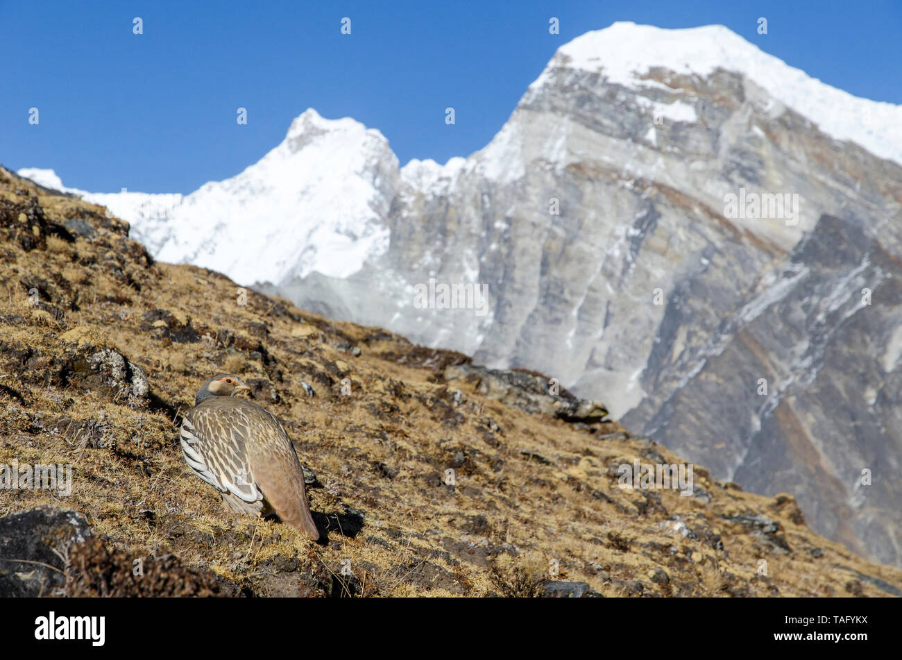 Tibetan snowcock (Tetraogallus tibetanus) in a high mountain ...
