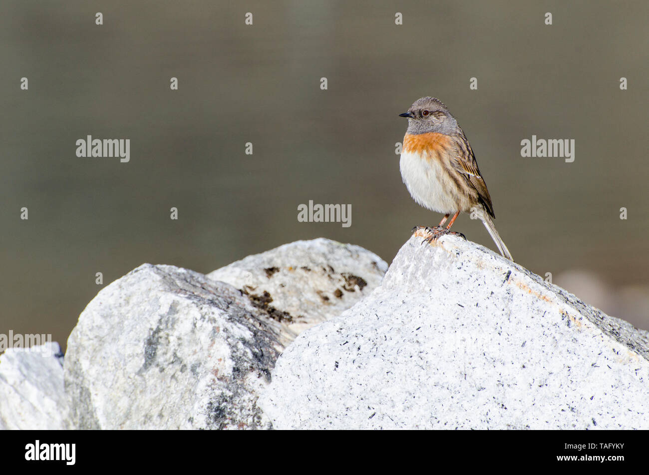 Robin accentor (Prunella rubeculoides) at the edge of a lake in the ...
