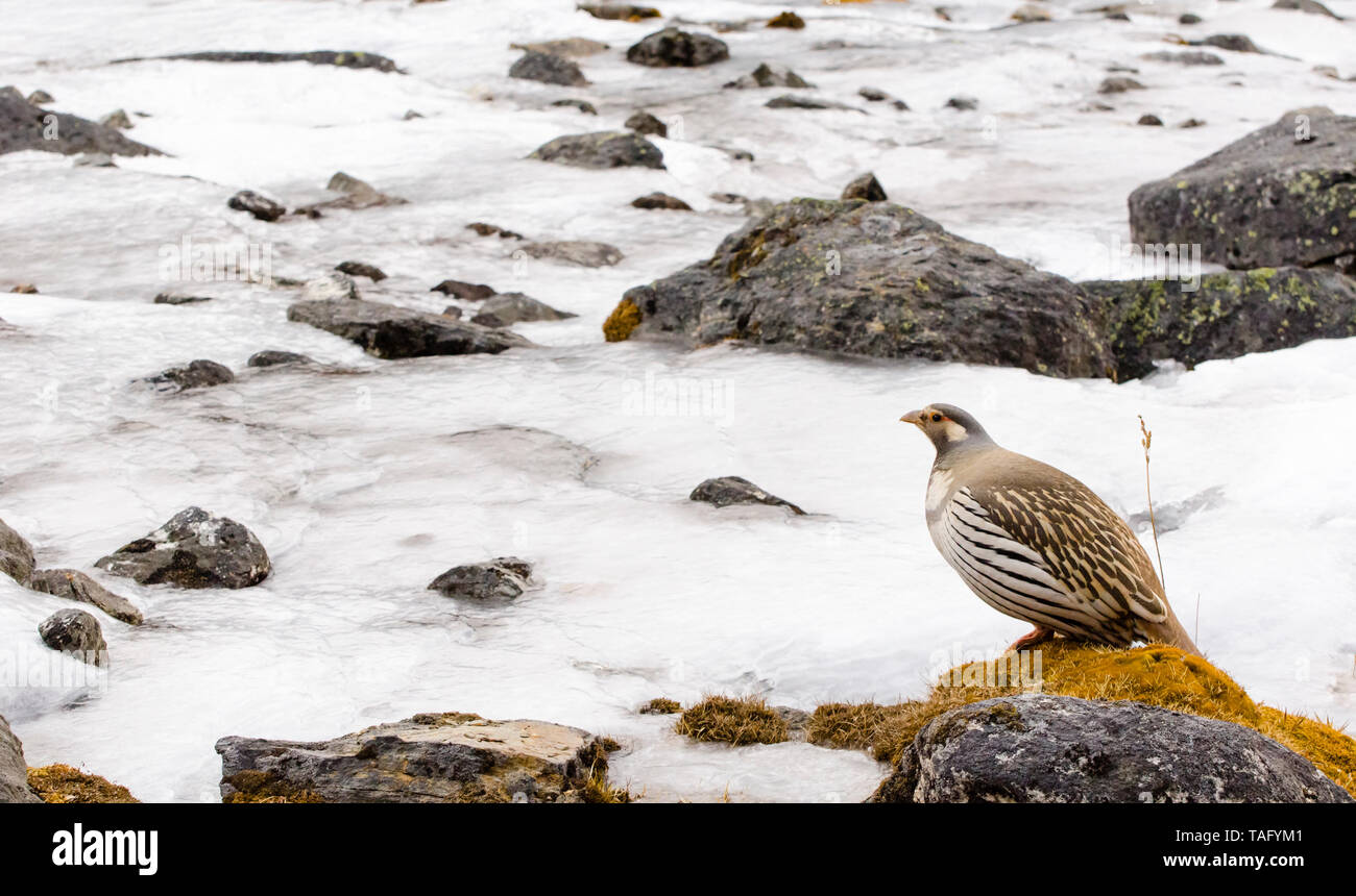 Tibetan snowcock (Tetraogallus tibetanus) on a frozen stream in high ...