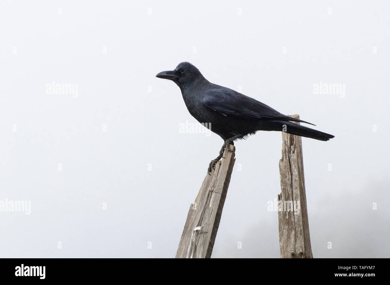 Large-billed Crow (Corvus macrorhynchos) on a stake in the Himalayas ...