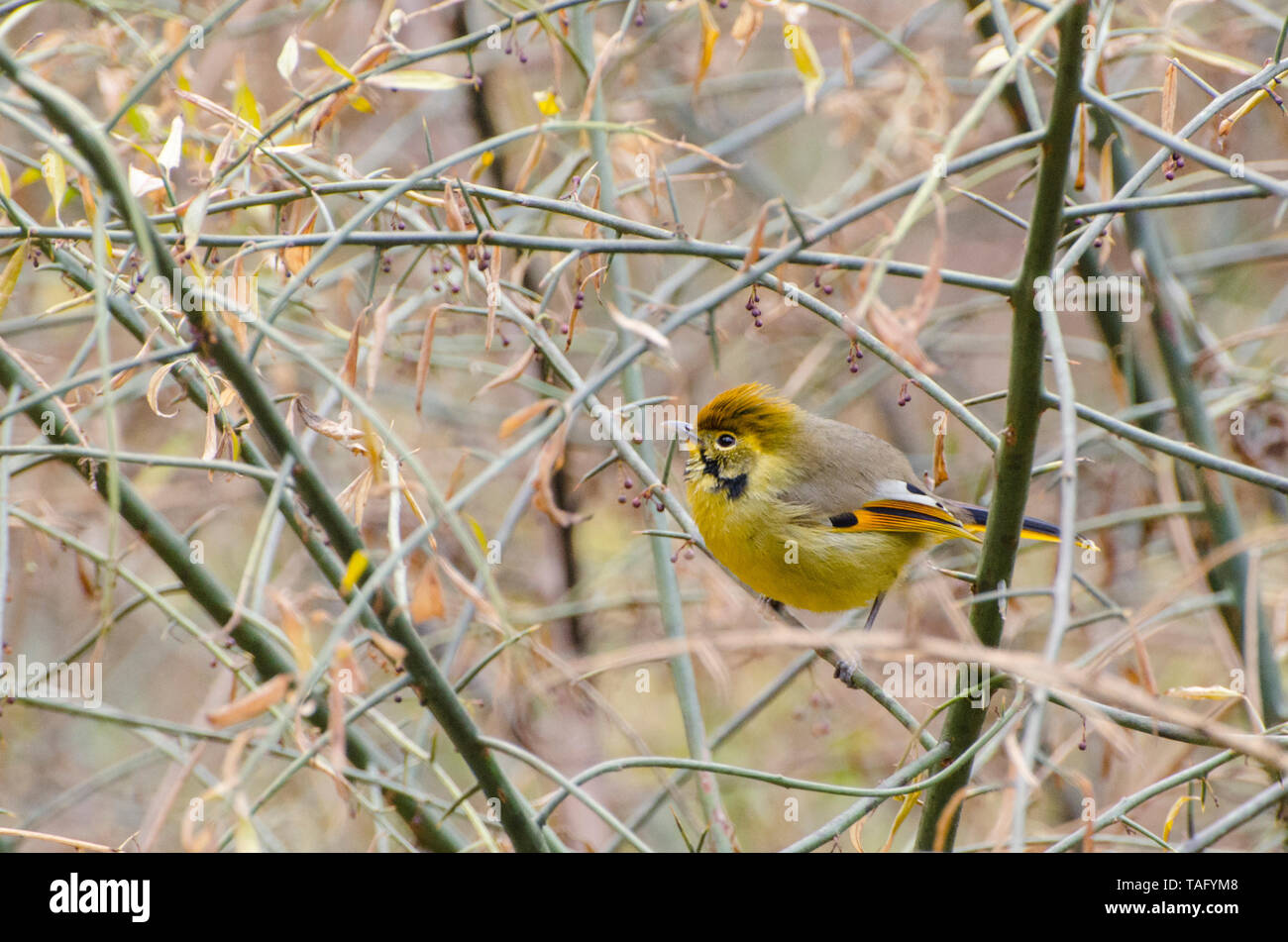 Bar-throated minla (Minla strigula) in bushes in Himalayas, Nepal Stock ...