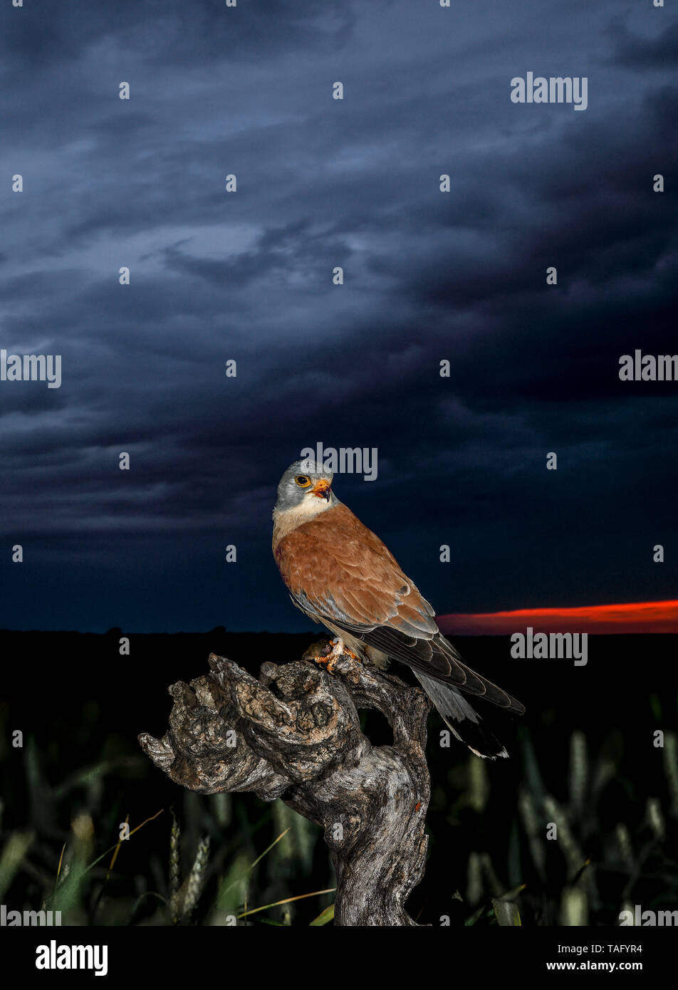 Fal animal hi-res stock photography and images - Alamy