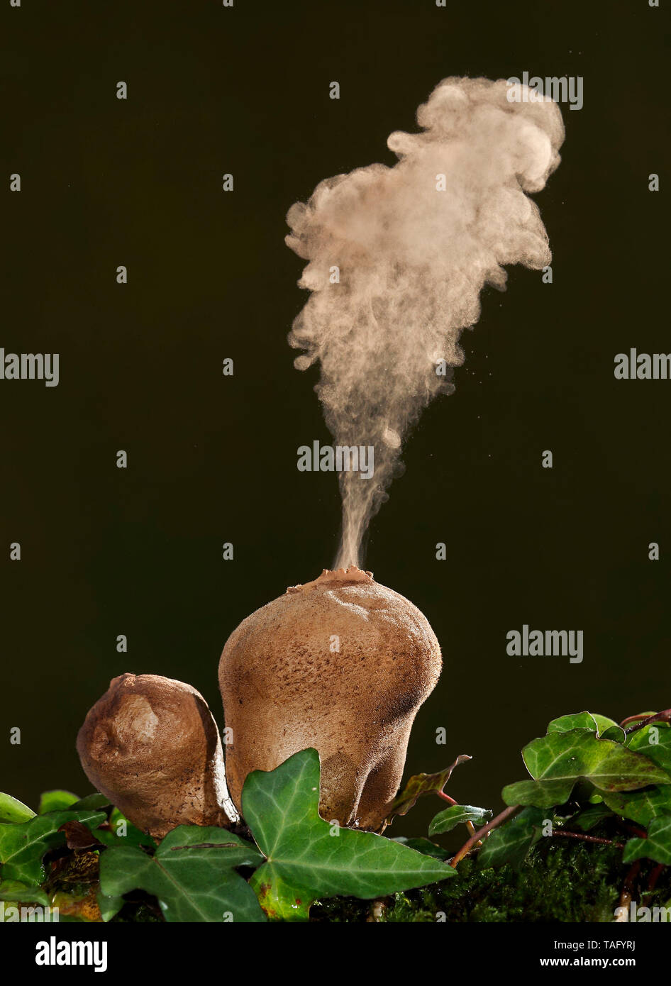 Common puffball (Lycoperdon perlatum) expelling spores, Spain Stock ...
