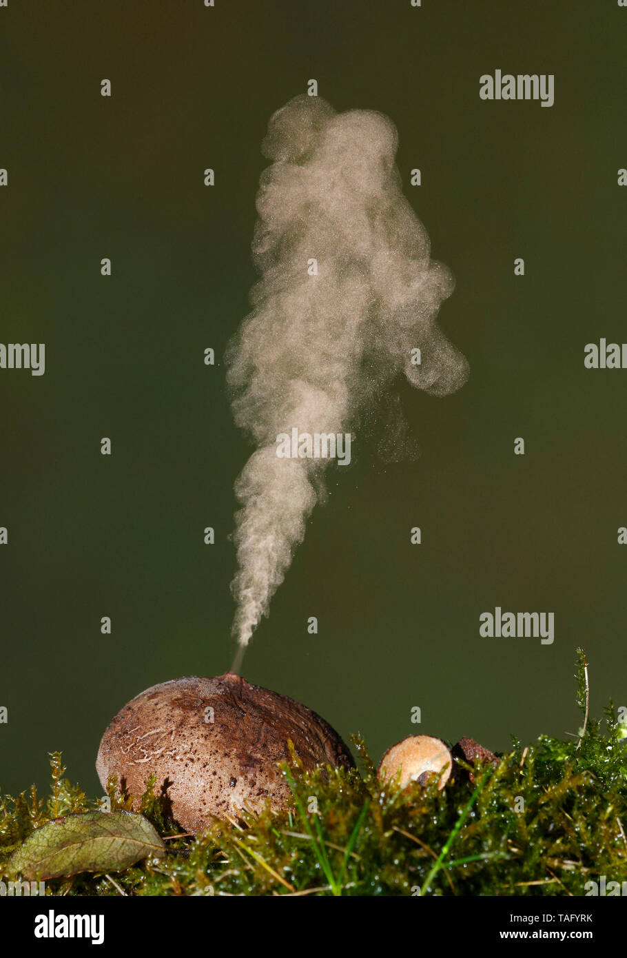 Common puffball (Lycoperdon perlatum) expelling spores, Spain Stock ...