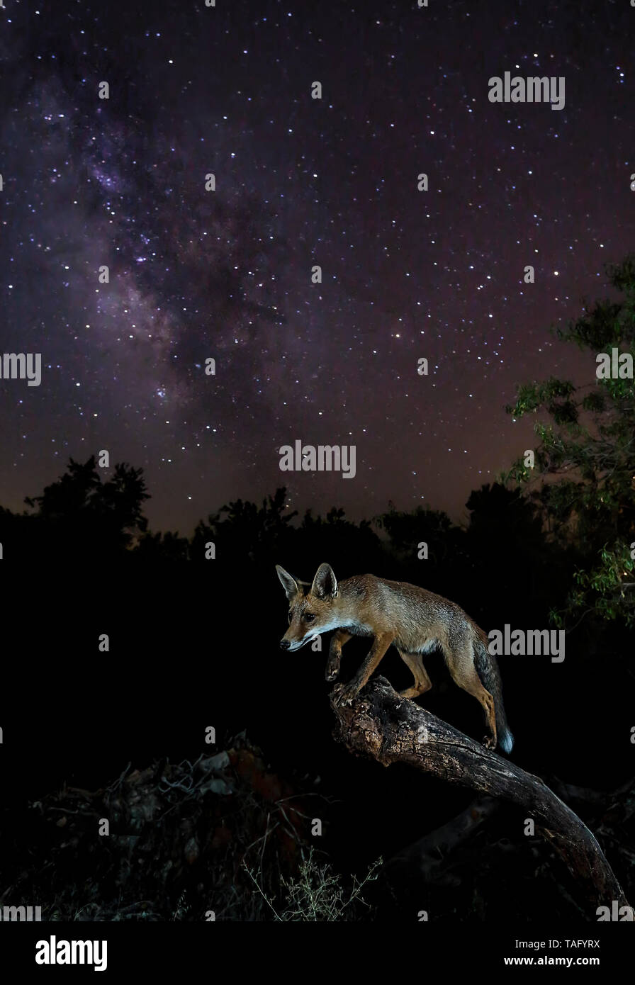 Red fox (Vulpes vulpes) under the milky way, Spain Stock Photo - Alamy