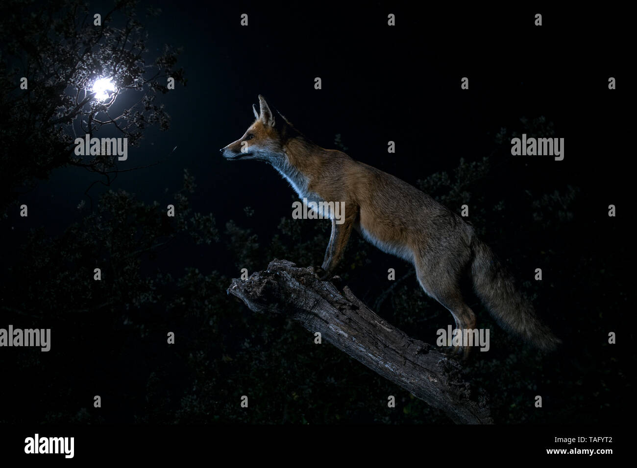 Red fox (Vulpes vulpes) under the moon, Spain Stock Photo - Alamy