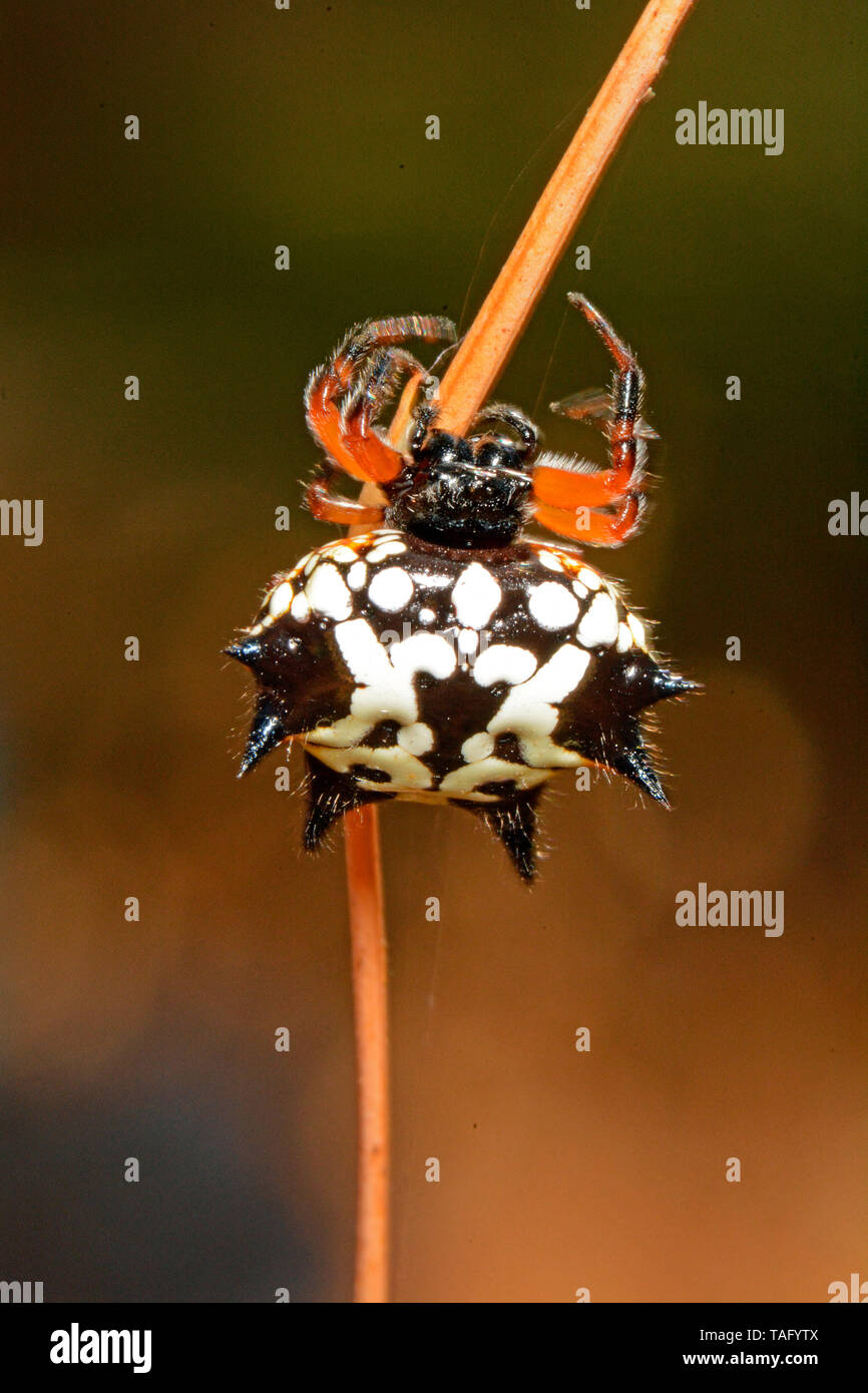 Australian Jewel Spider (Austracantha minax), Yanchep national park, WA ...