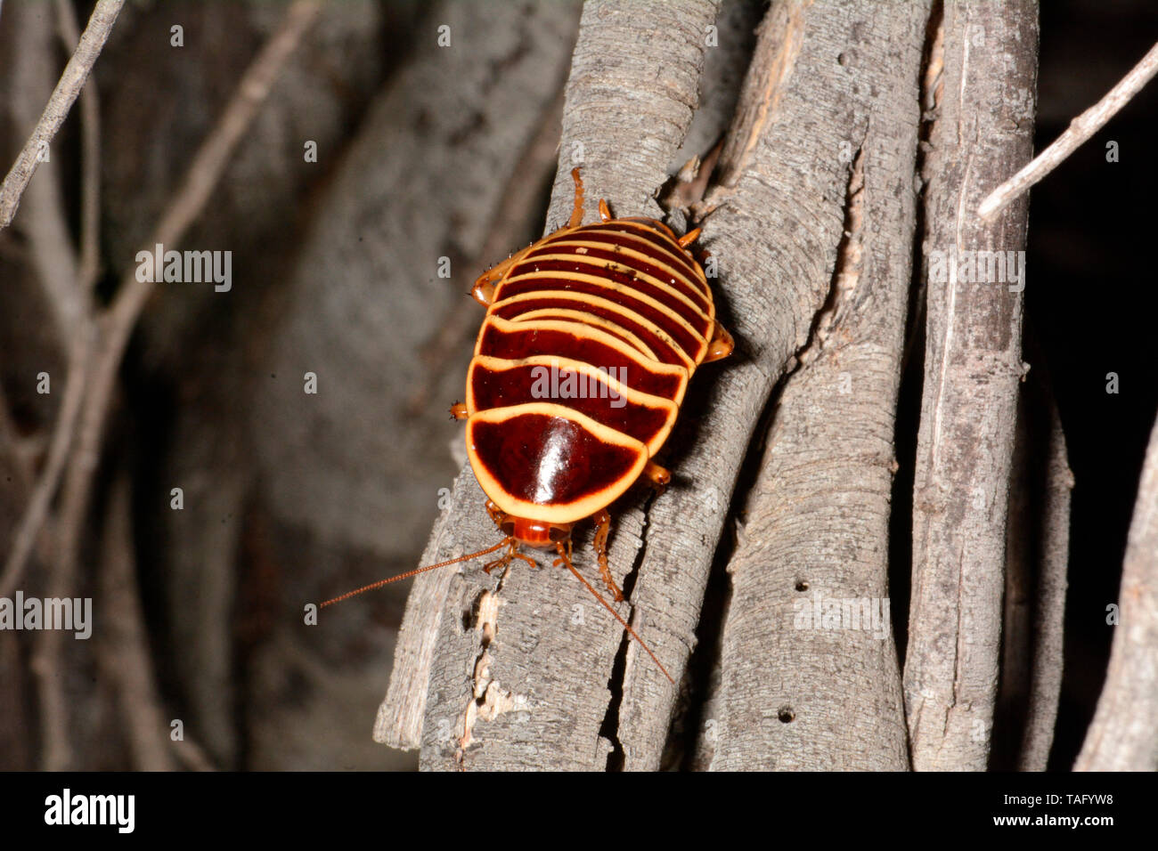 Orange banded cockroach (Anamesia polyzona), Pink Lake, WA, Australia ...