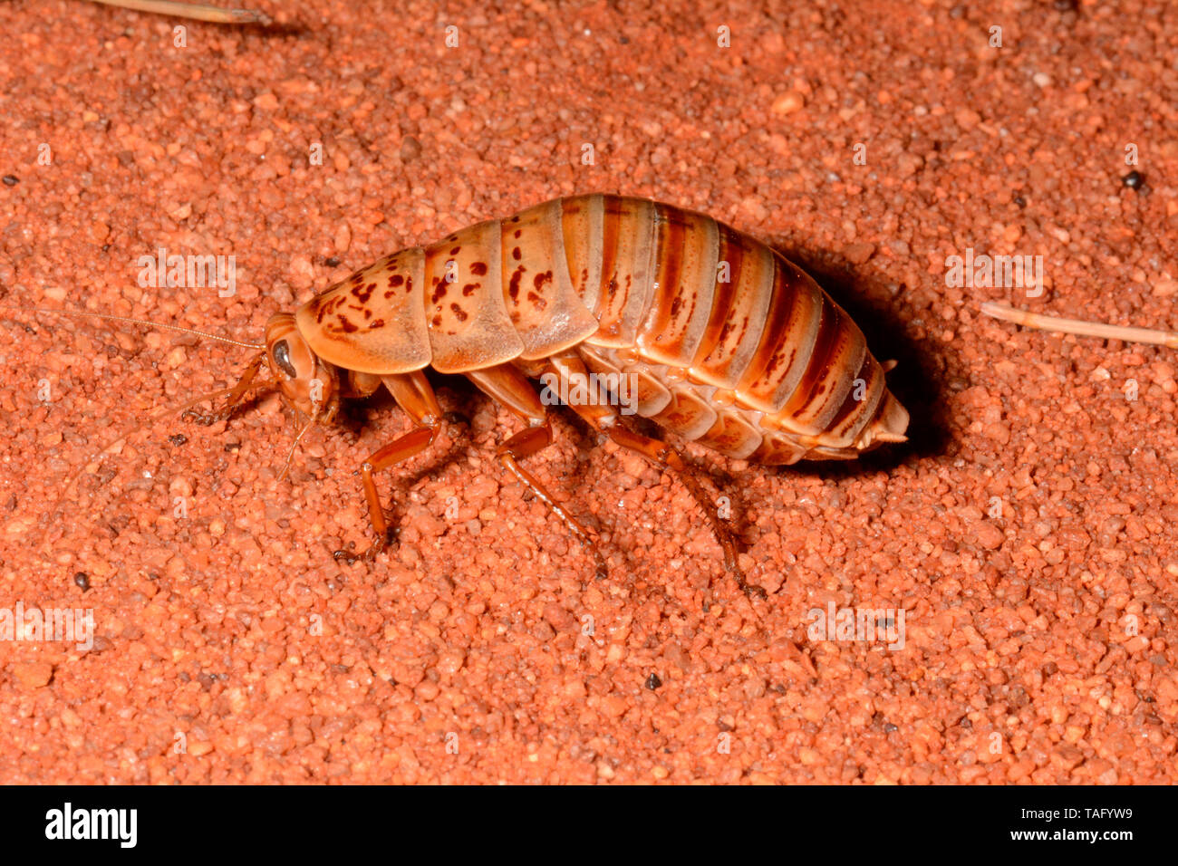 Orange banded cockroach (Anamesia polyzona), Yulara, Centre Rouge, NT ...