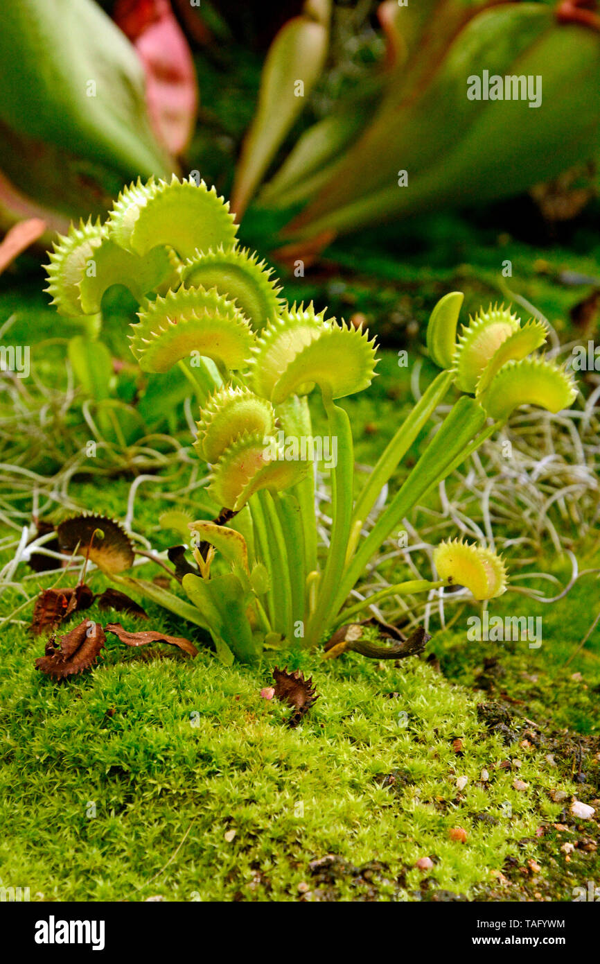 Venus flytraps dionaea muscipula hi-res stock photography and images - Alamy