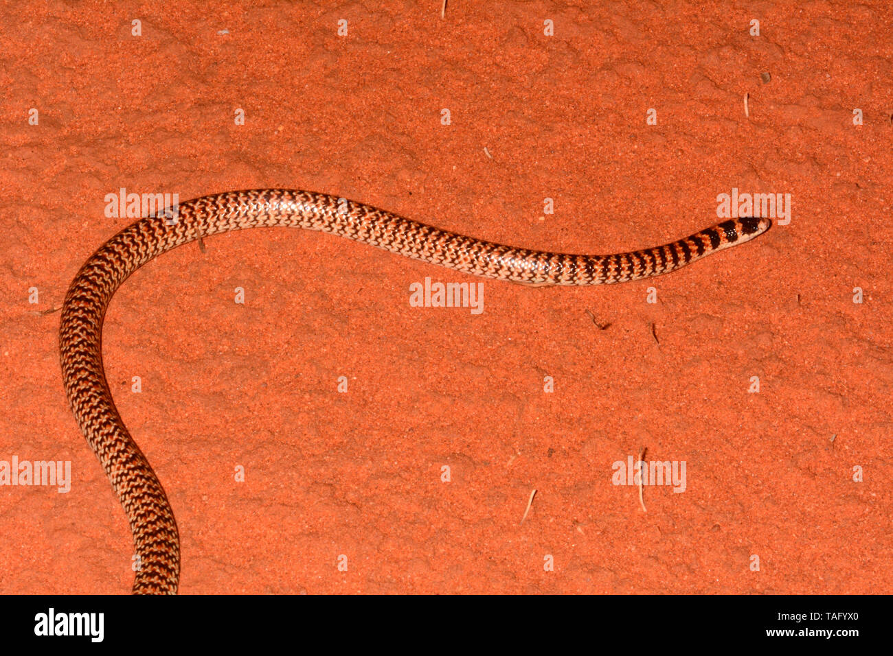 Narrow-banded snake (Brachyurophis fasciolatus), Yulara, Red Center, NT ...