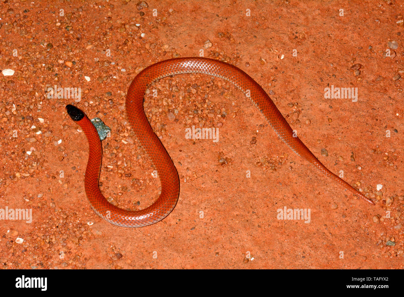 Monk snake hi-res stock photography and images - Alamy
