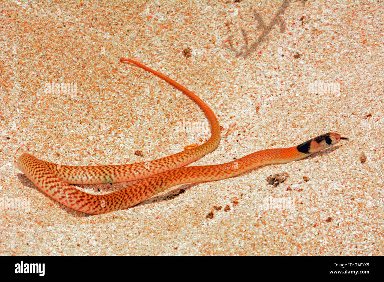 Moon snake furina ornata hi-res stock photography and images - Alamy