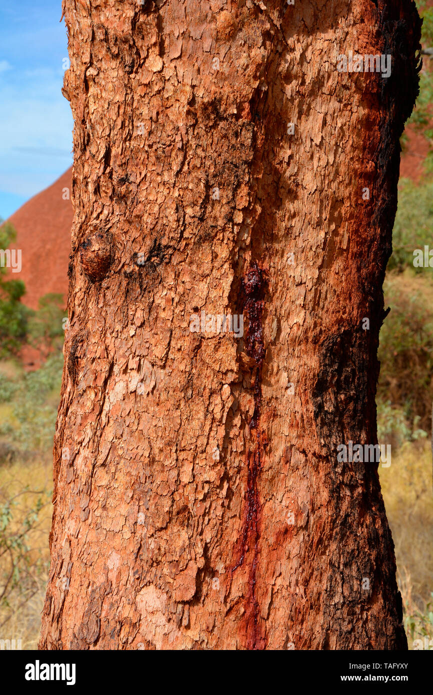 Bloodwood tree hi-res stock photography and images - Alamy