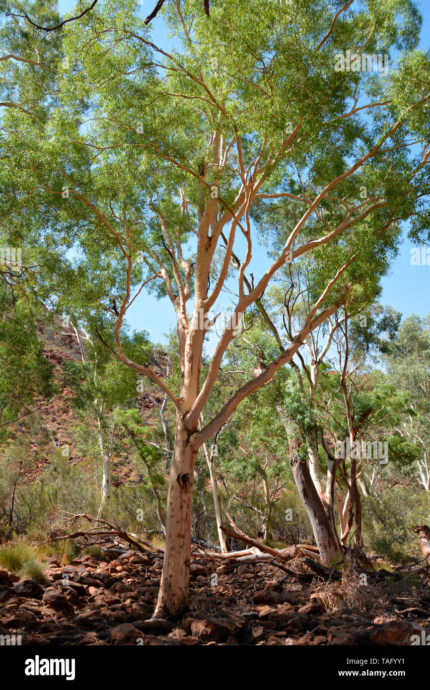 River Red Gum Eucalyptus Eucalyptus Camaldulensis High Resolution Stock ...