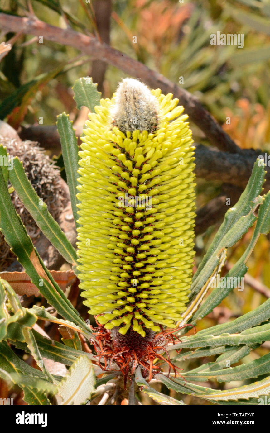 Candlestick Banksia (Banksia attenuata), Lesueur national park, WA ...