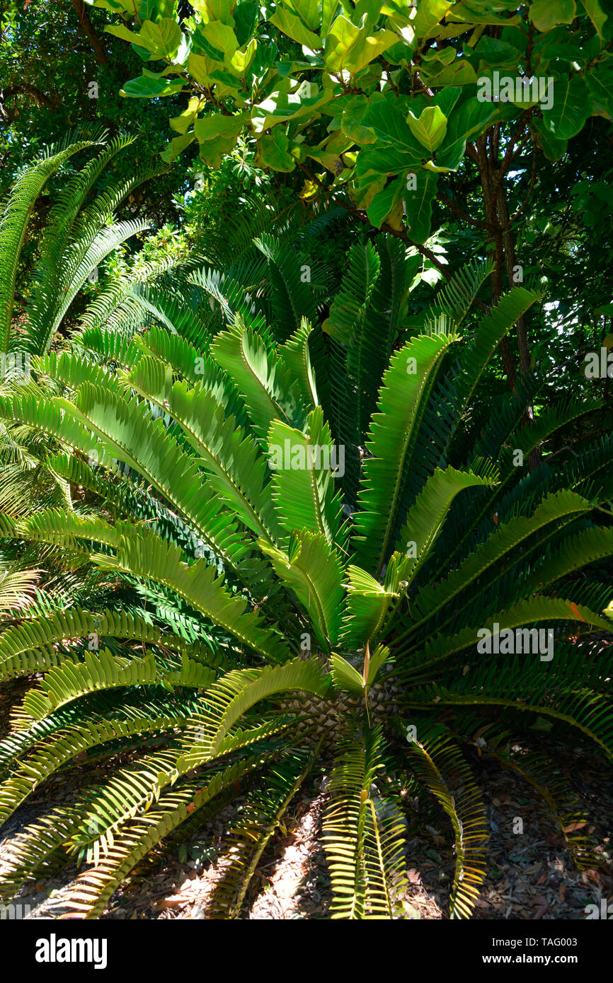 Cycad species australia hi-res stock photography and images - Alamy
