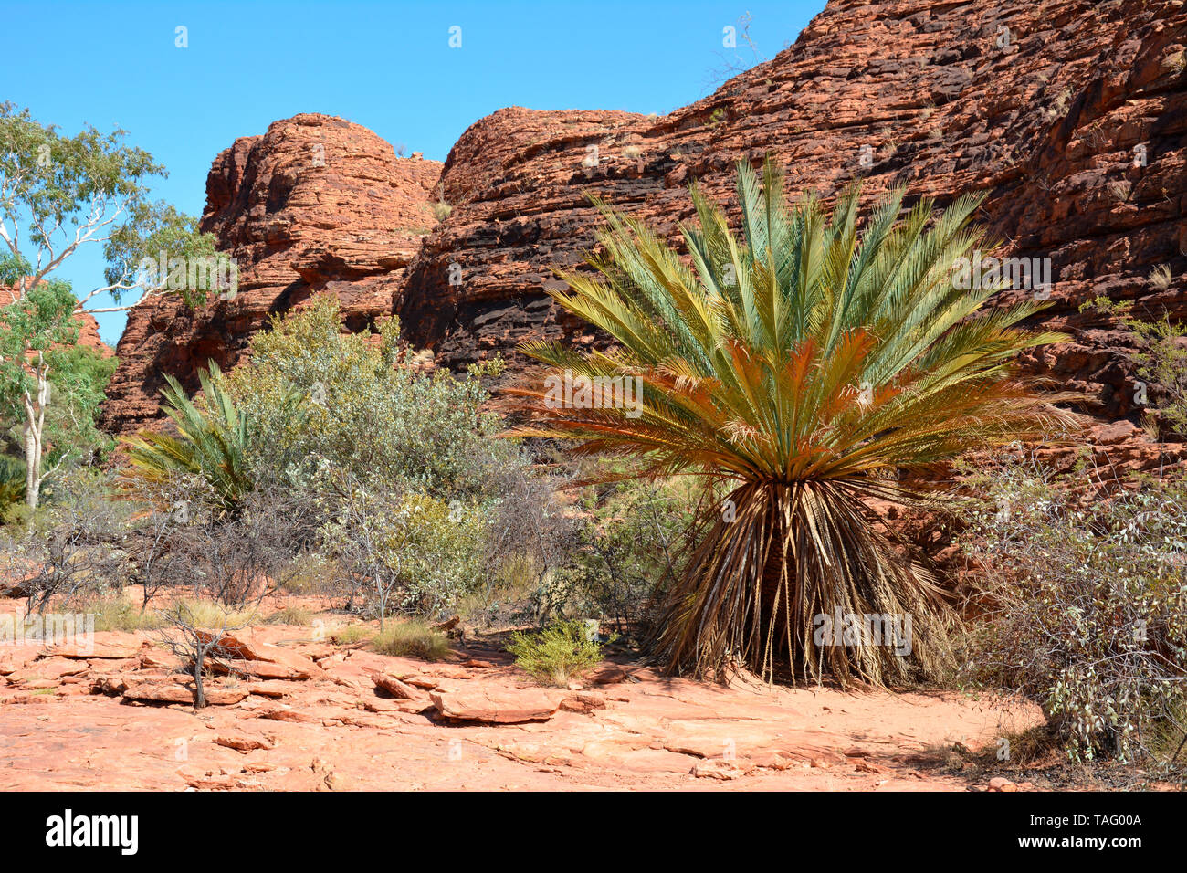 MacDonnell Ranges Cycad (Macrozamia macdonnellii) NT endemic Cycas ...