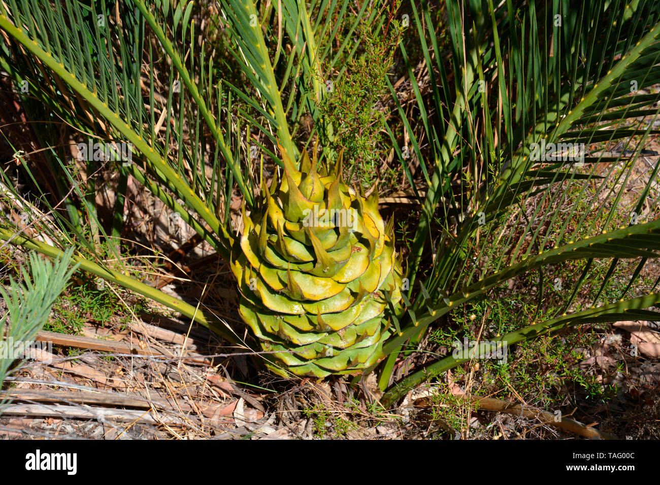 Macrozamia hi-res stock photography and images - Alamy