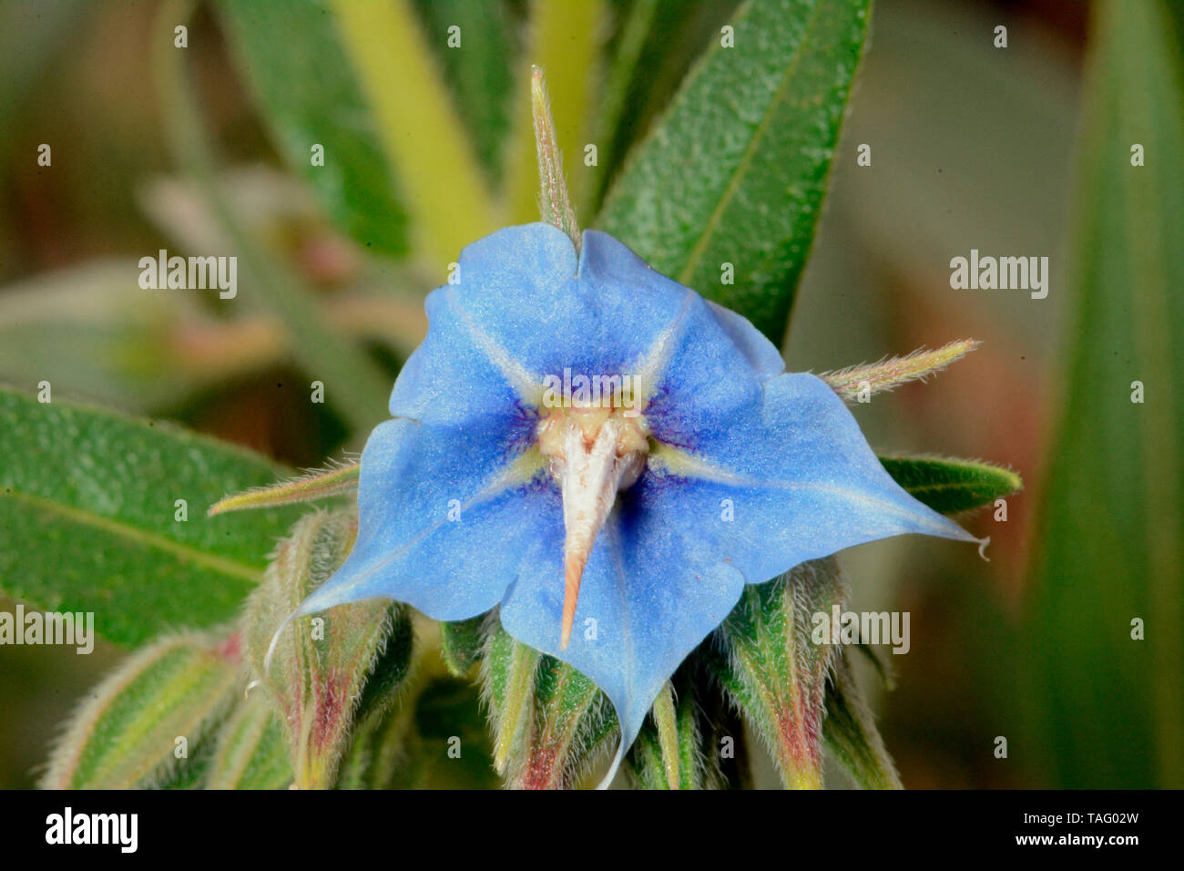 Rough halgania halgania cyanea hi-res stock photography and images - Alamy