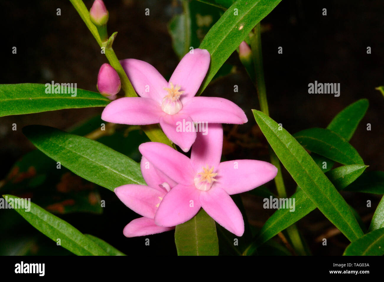 Willow-leaved crowea (Crowea saligna) flowers, Sydney Manly, NGS ...