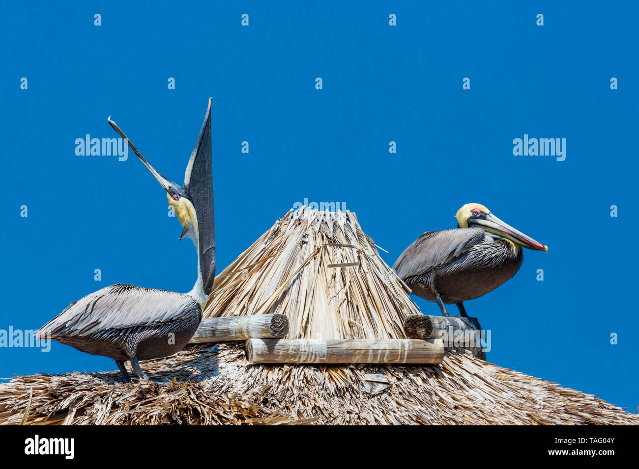 Pelican Yawning High Resolution Stock Photography and Images - Alamy