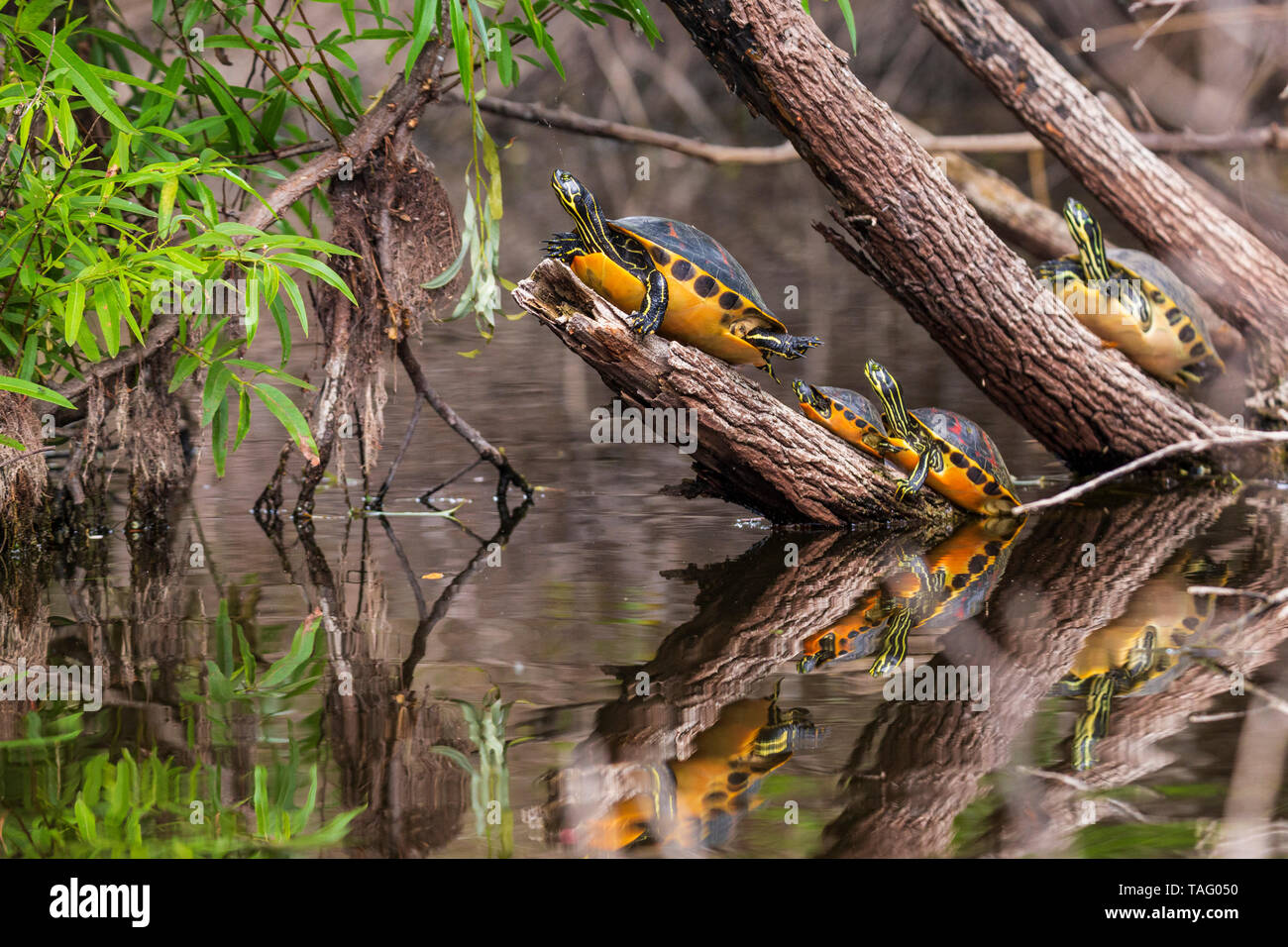 Florida Redbelly Turtle (Pseudemys nelsoni) in the Everglades Swamp ...