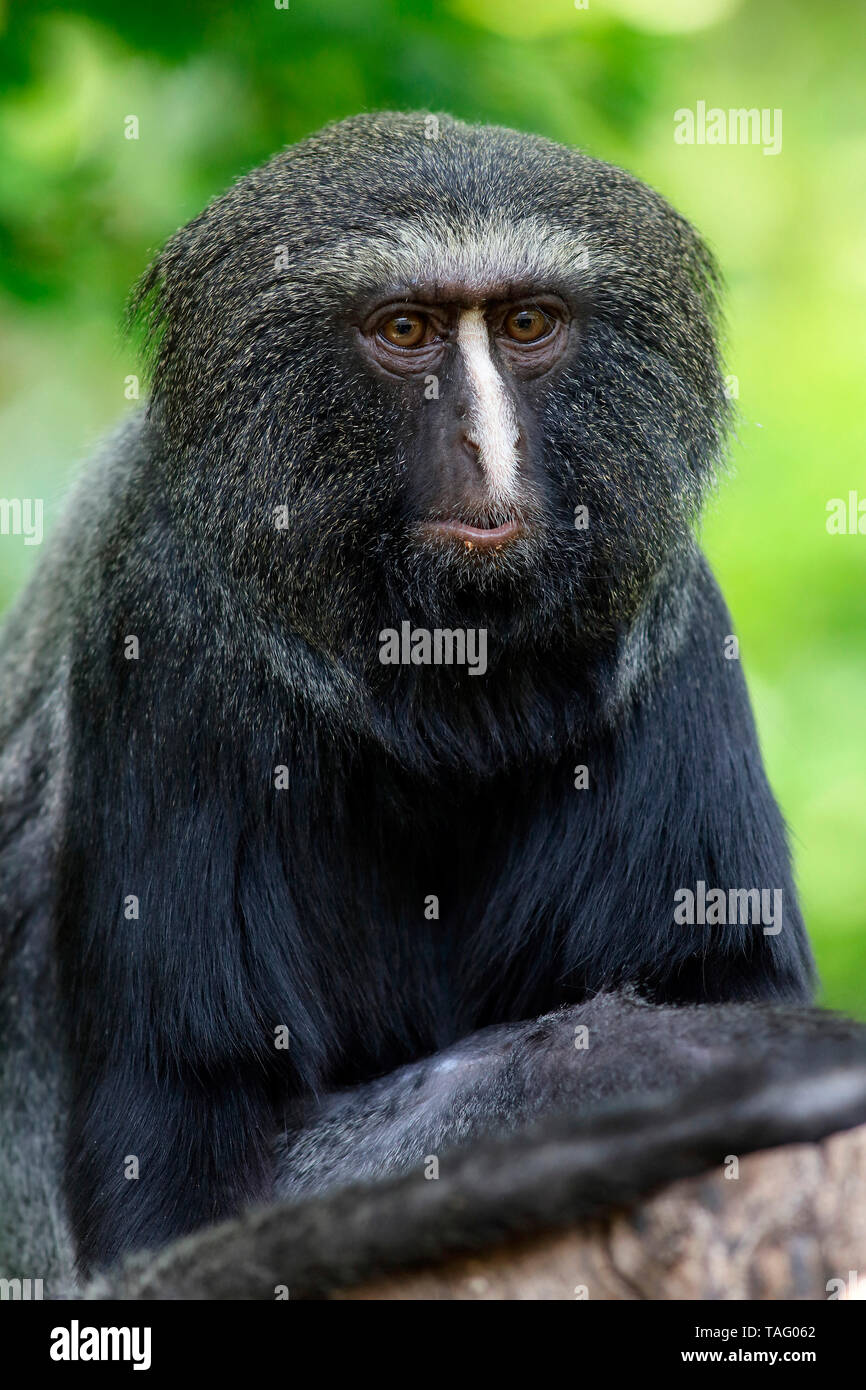 Owl-faced Monkey (Cercopithecus hamlyni) portrait, Doue la Fontaine Zoo ...